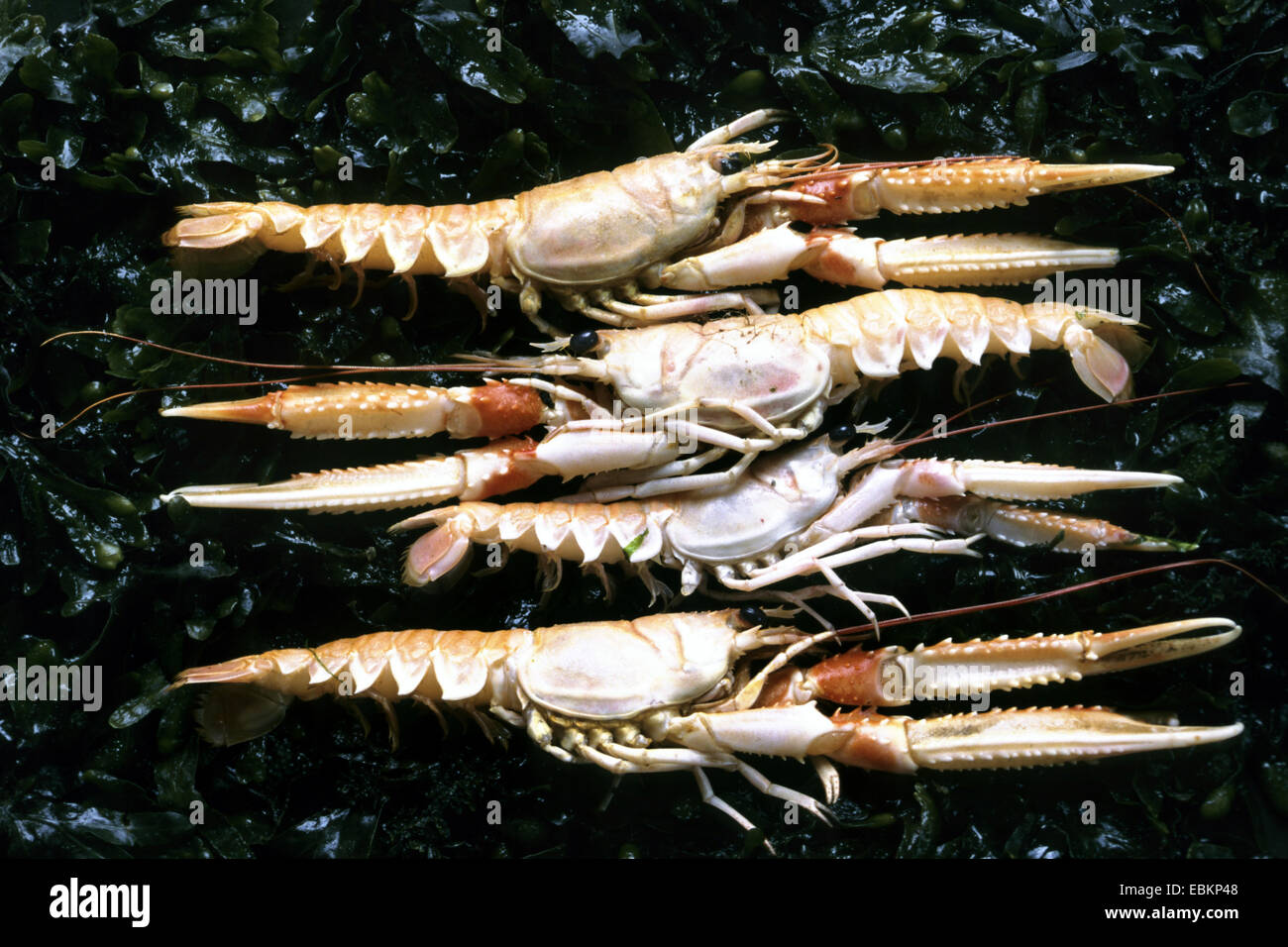 Norway lobster, Norway clawed lobster, Dublin Bay lobster, Dublin Bay ...