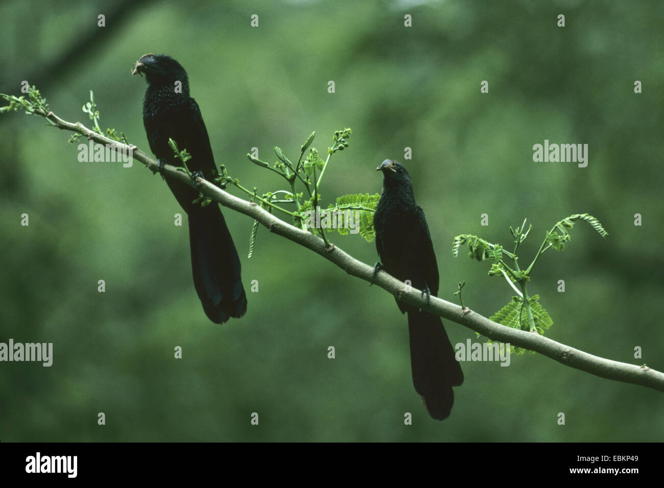 Anis Stock Photos & Anis Stock Images - Alamy