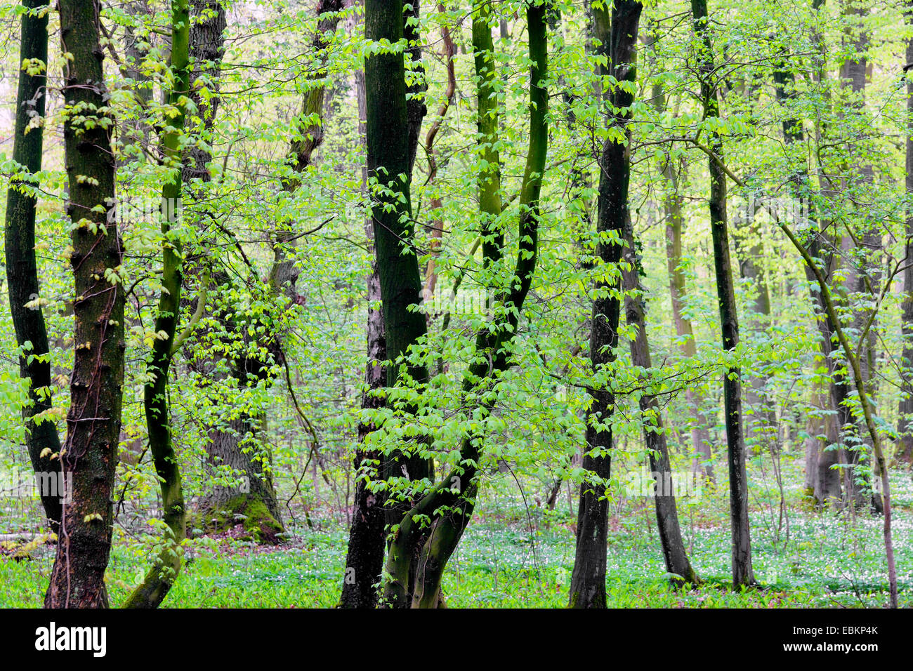 Spring in nature forest hi-res stock photography and images - Alamy