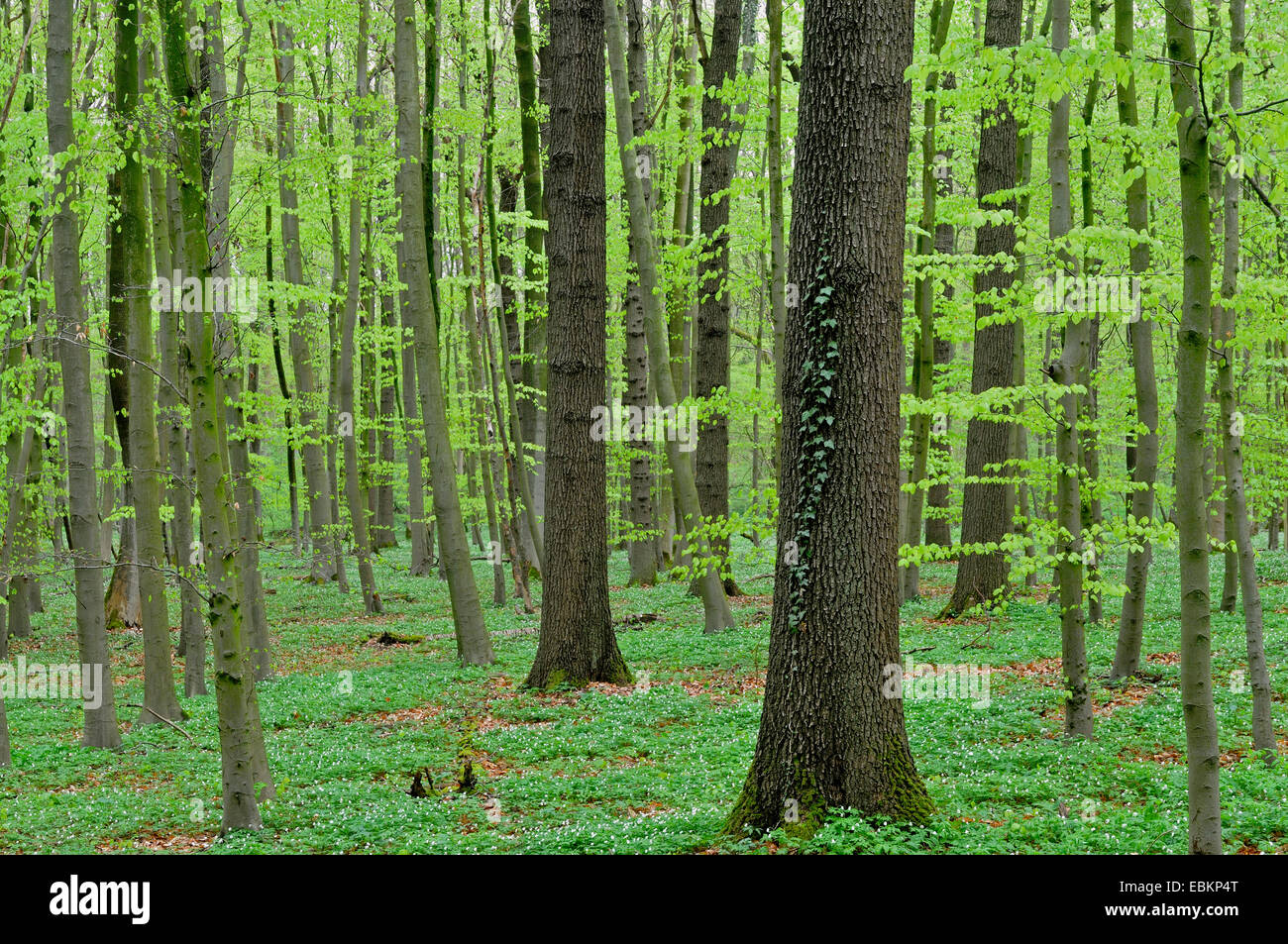 wood anemone (Anemone nemorosa), spring forest with wood anemones ...
