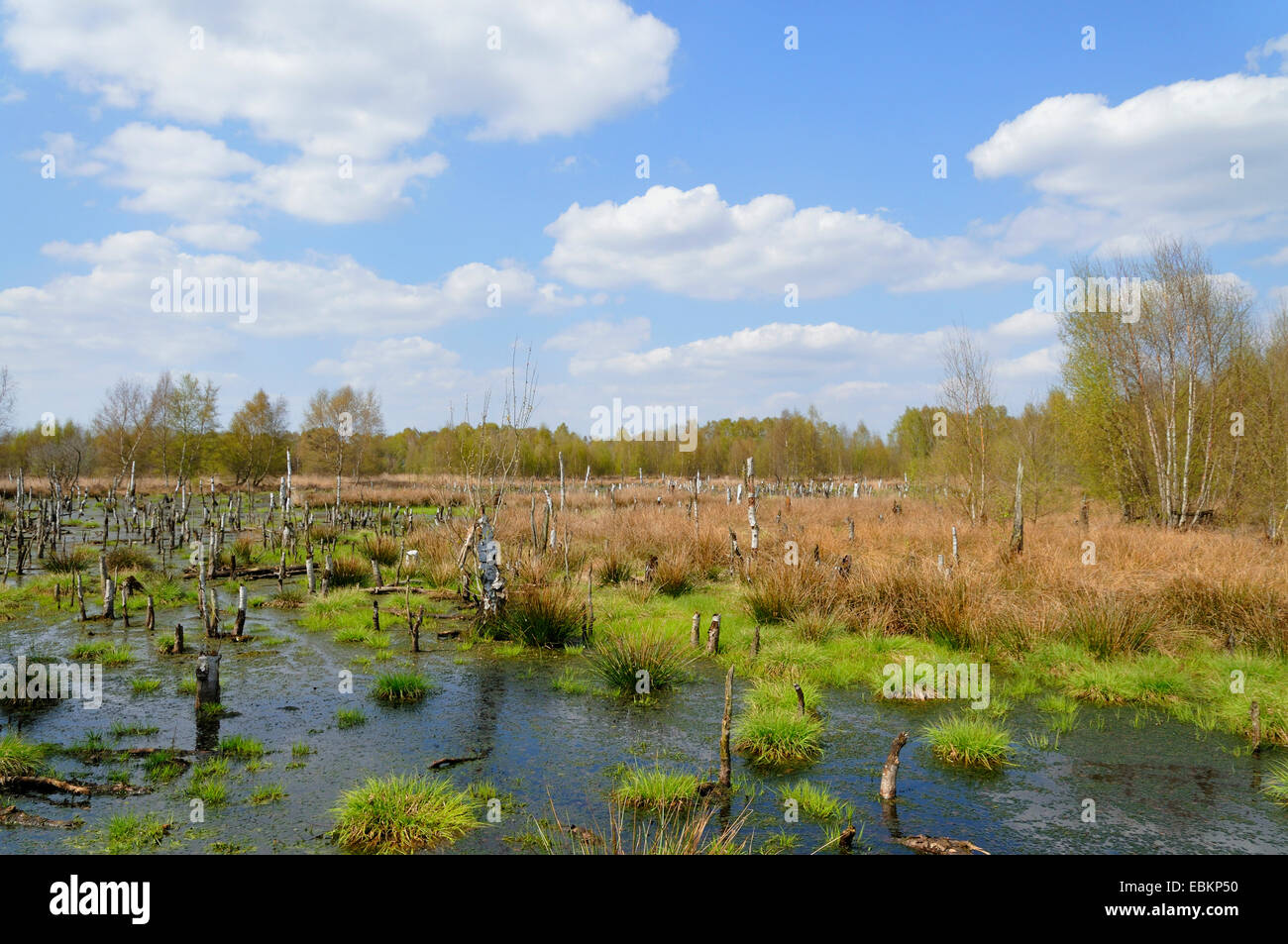 Bogs bog land hi-res stock photography and images - Alamy