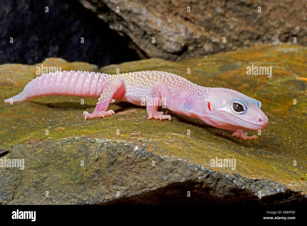 Leopard Gecko Blizzard
