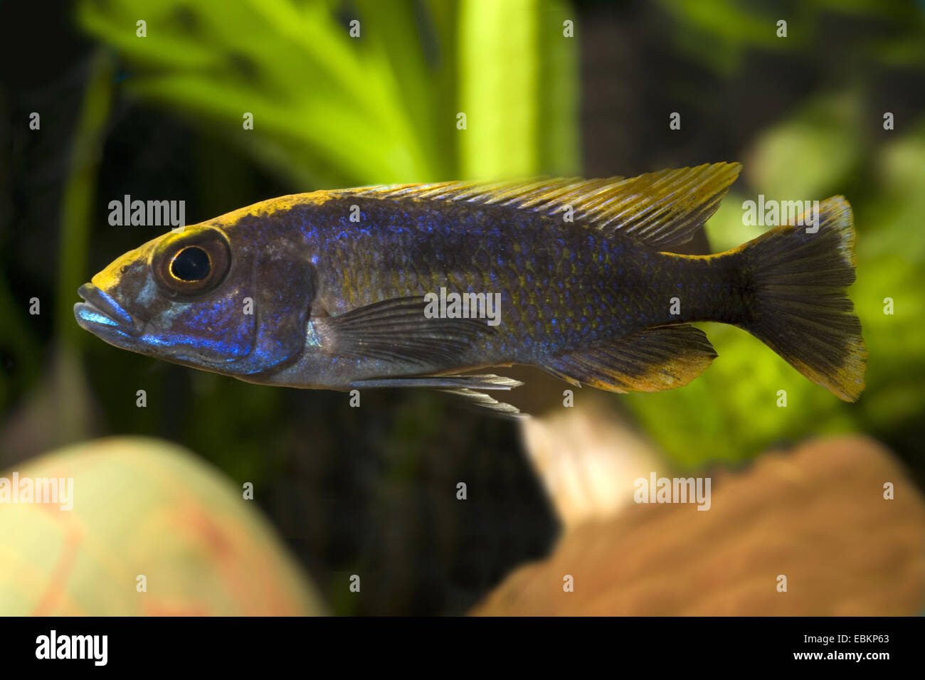 Male cichlids fish hi-res stock photography and images - Alamy