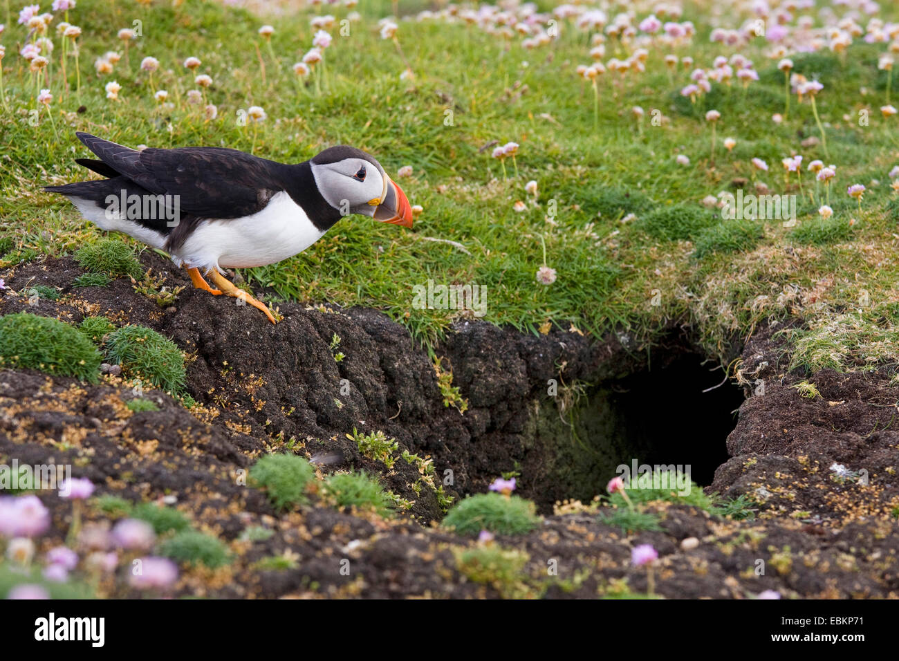 Puffins nest in caves hi-res stock photography and images - Alamy