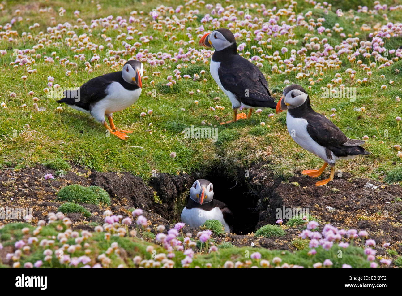 Atlantic puffin, Common puffin (Fratercula arctica), four puffins at a ...
