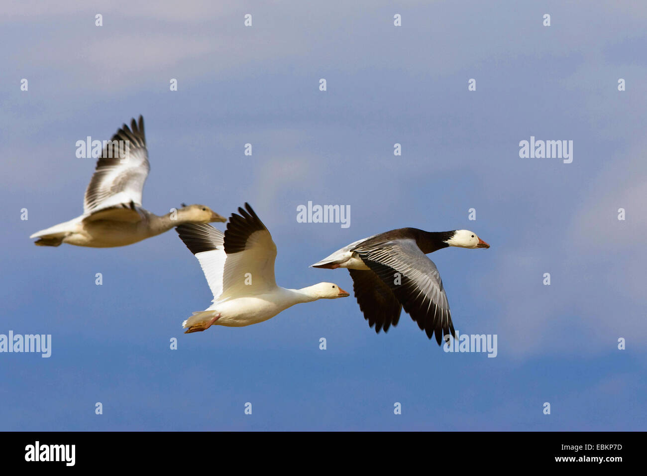Immature blue phase goose hi-res stock photography and images - Alamy