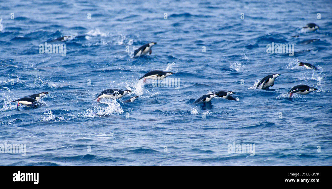 bearded penguin, chinstrap penguin (Pygoscelis antarctica, Pygoscelis ...