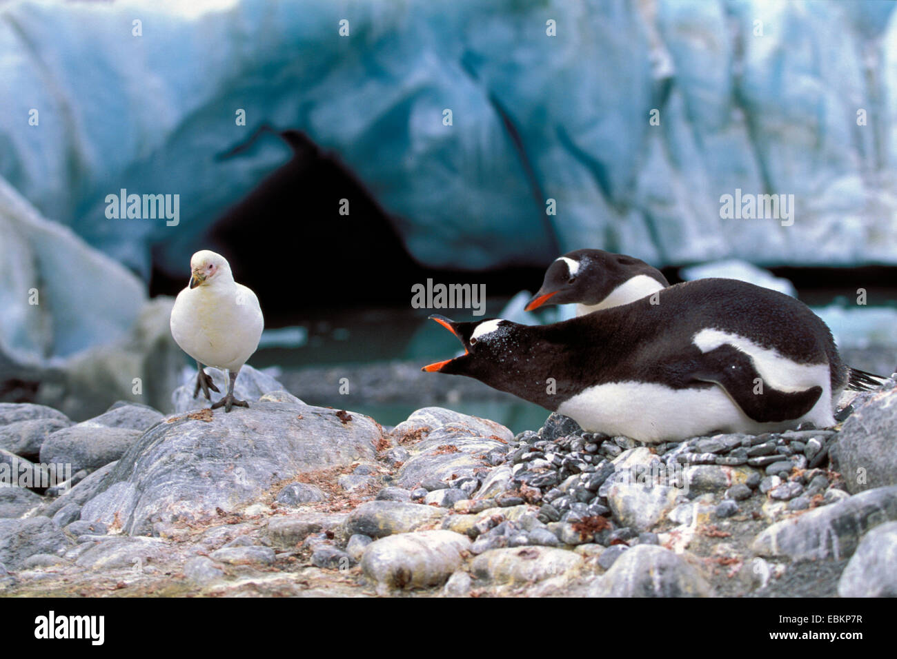 Penguin breeding ground hi-res stock photography and images - Alamy