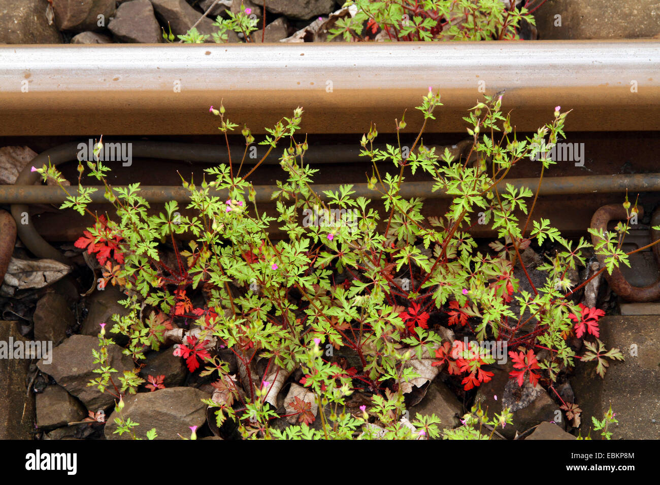 little-robin, purple-flowered cranesbill (Geranium purpureum), blooming ...