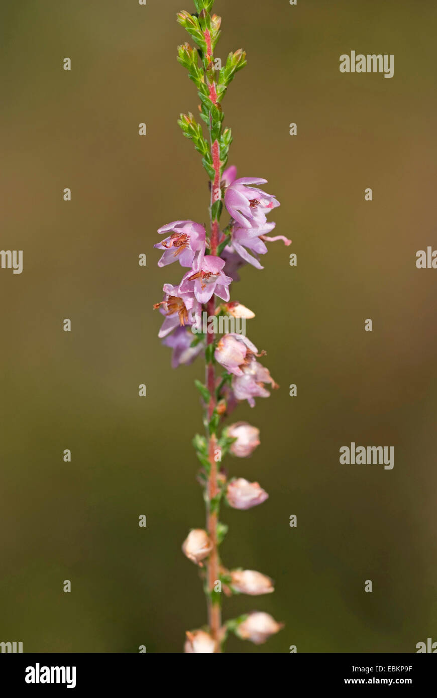 Common Heather, Ling, Heather (Calluna vulgaris), flowering twig ...