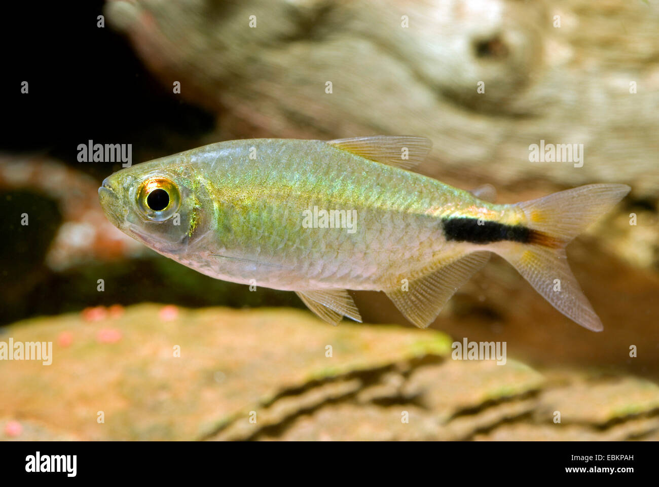 Long Finned Fish High Resolution Stock Photography and Images - Alamy