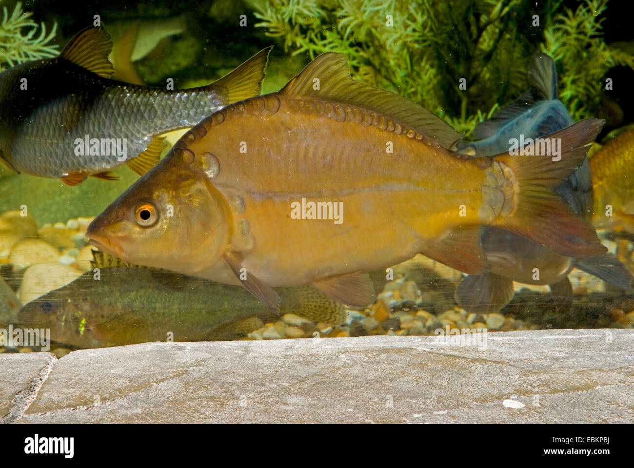carp, common carp, European carp (Cyprinus carpio), swimming, Germany ...