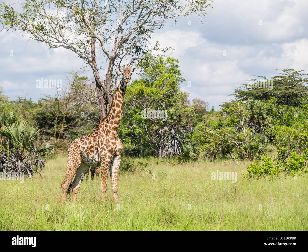 Giraffe on the savanna in Africa Stock Photo - Alamy