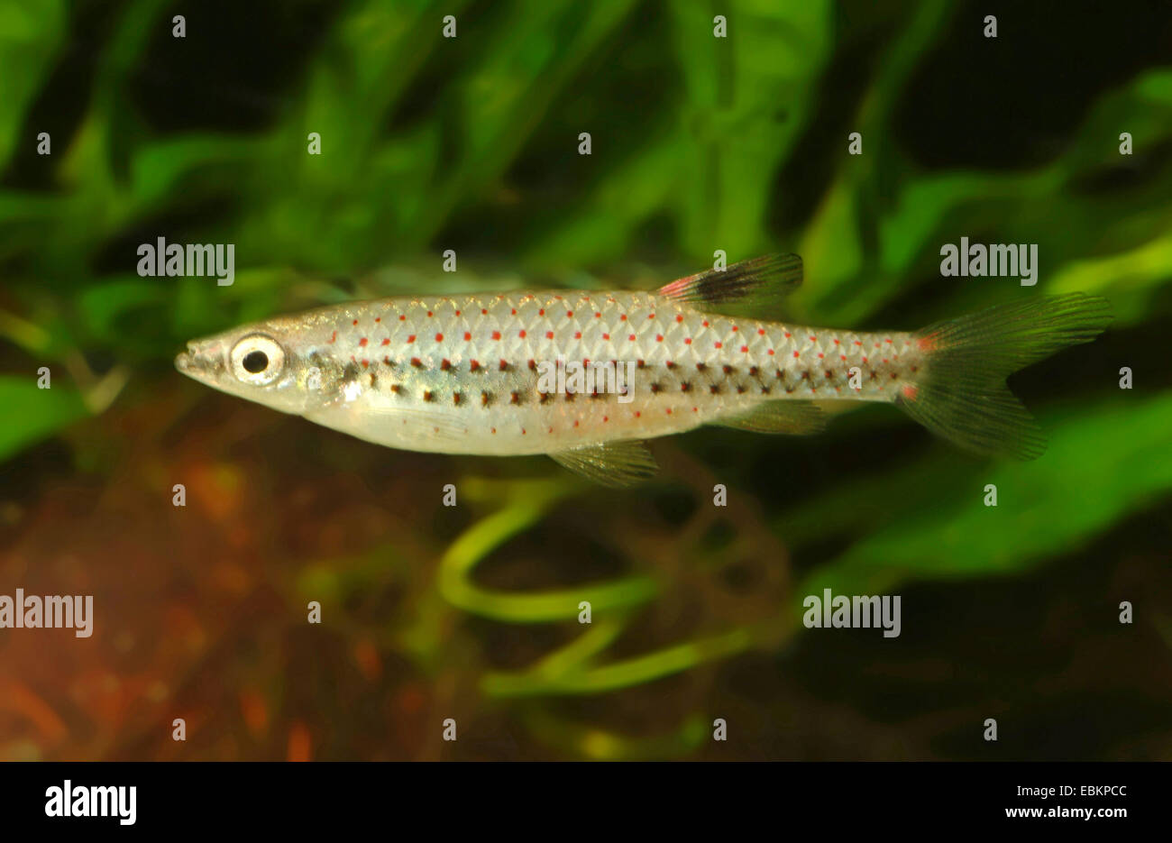 Copella hi-res stock photography and images - Alamy