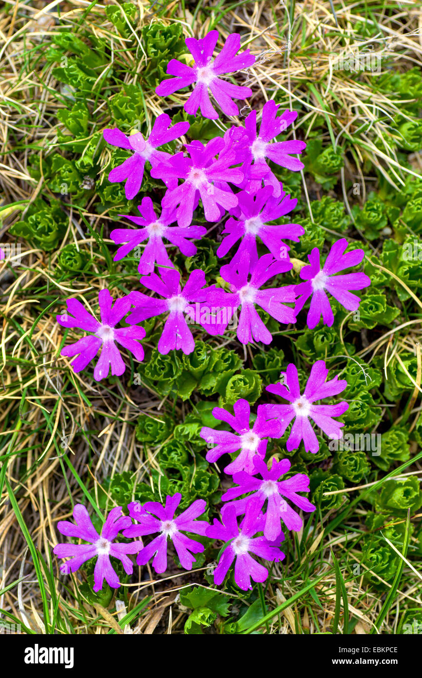 Primula minima primulaceae alpine hi-res stock photography and images ...