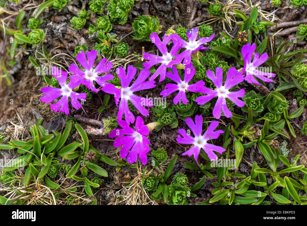 Alpine primrose (Primula minima), blooming, Austria, Kaernten ...