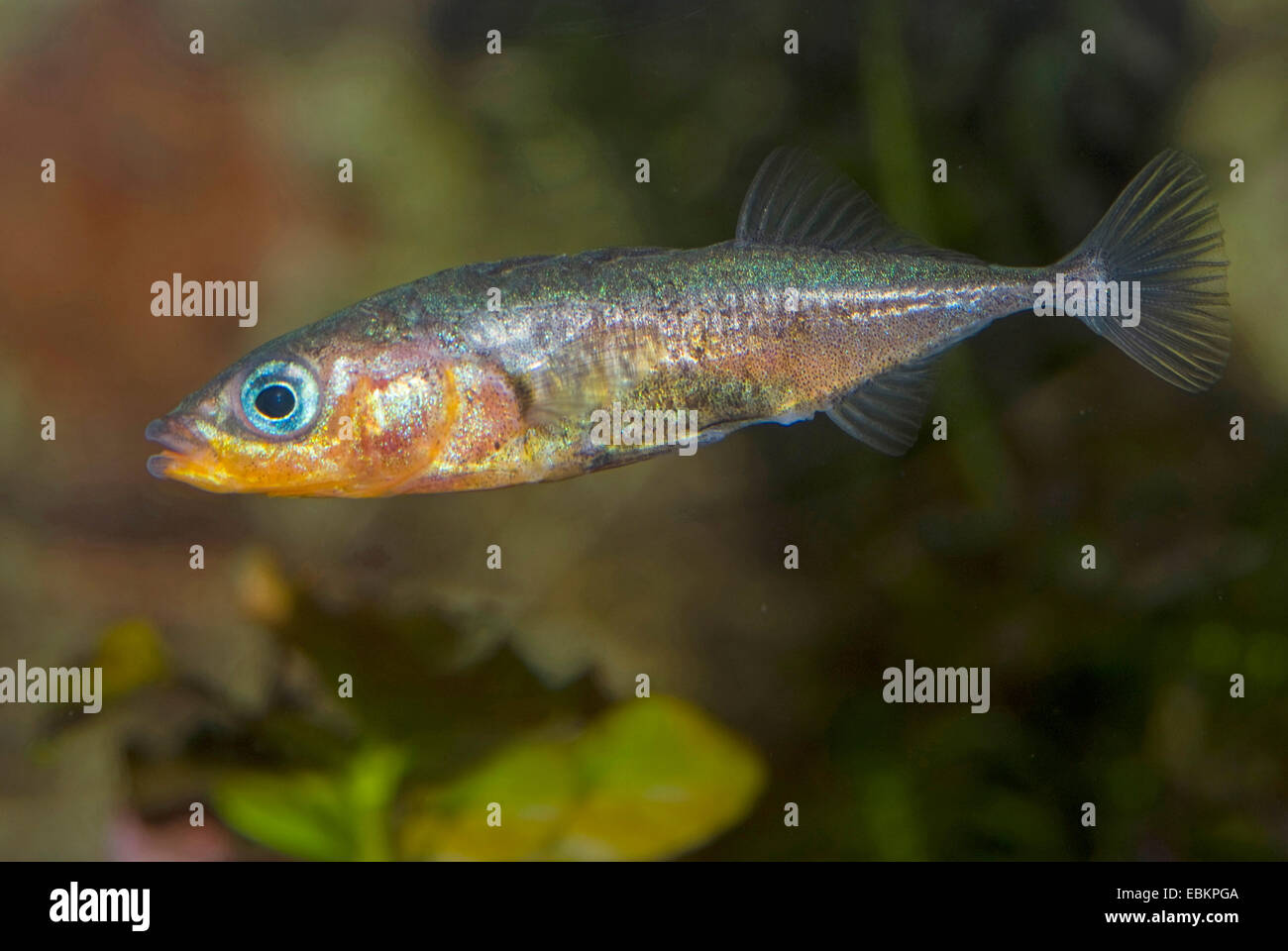 three-spined stickleback (Gasterosteus aculeatus), swimming, Germany ...