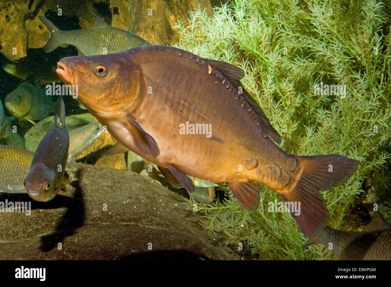 carp, common carp, European carp (Cyprinus carpio), swimming, Germany ...