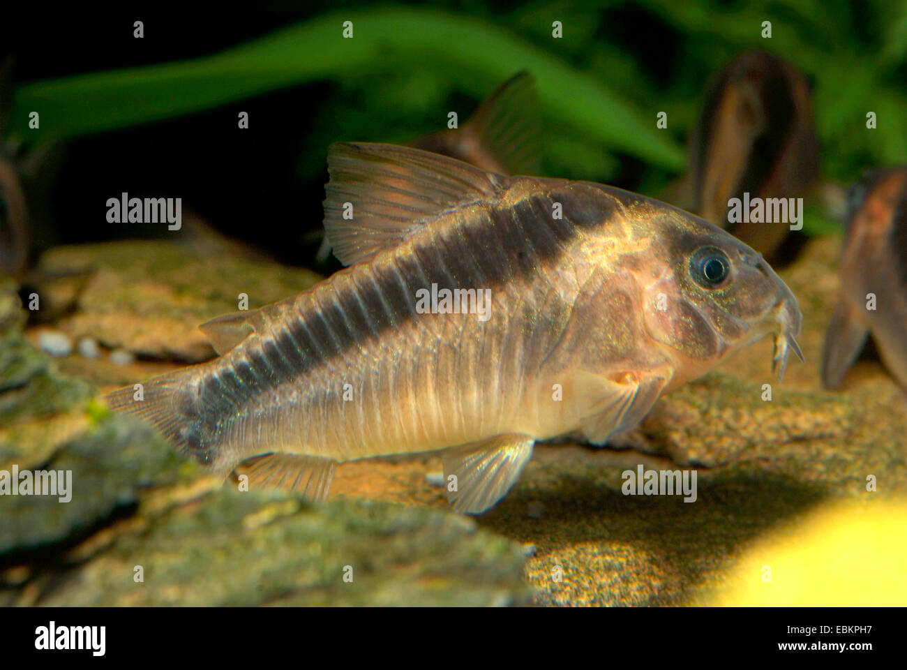 Corydoras Rabauti