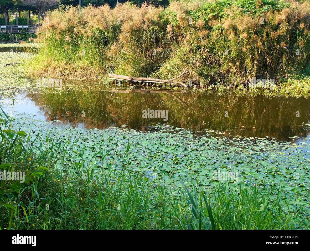 The wetland swamp near city in southern Taiwan Stock Photo - Alamy