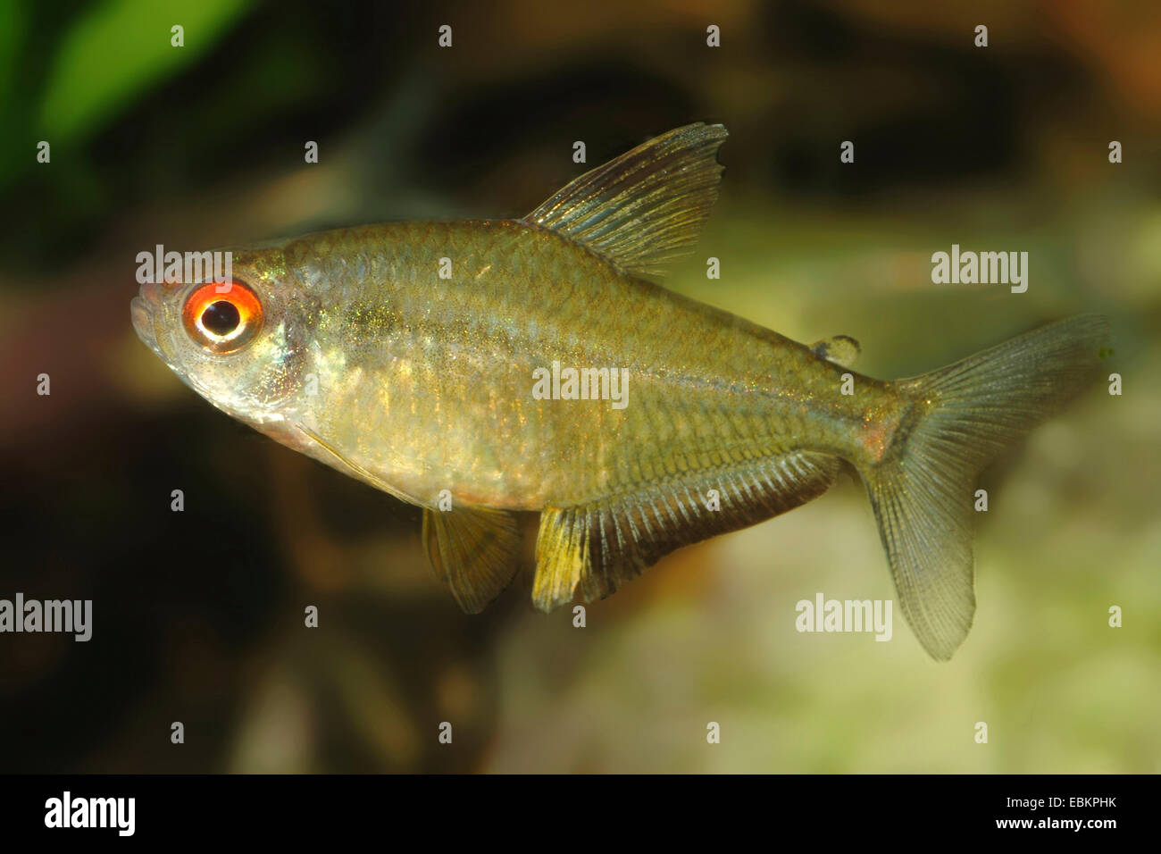 Lemon tetra (Hyphessobrycon pulchripinnis), swimming Stock Photo - Alamy