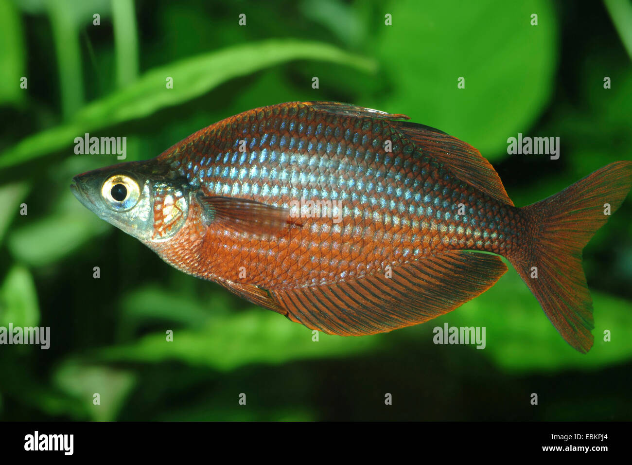 Tami River Rainbowfish (Glossolepis pseudoincisus), male swimming Stock ...