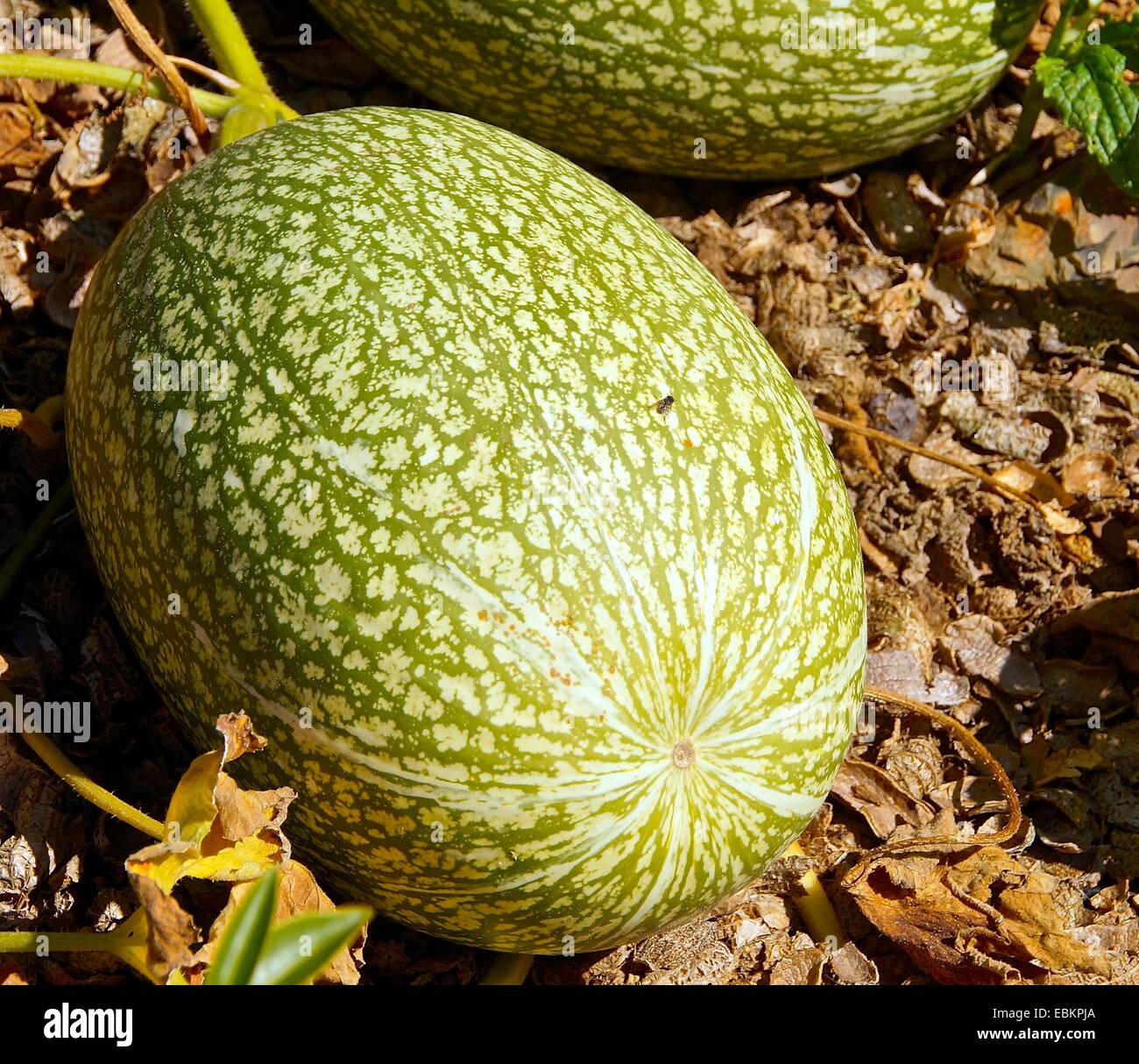 The winter squash closeup in the field Stock Photo - Alamy