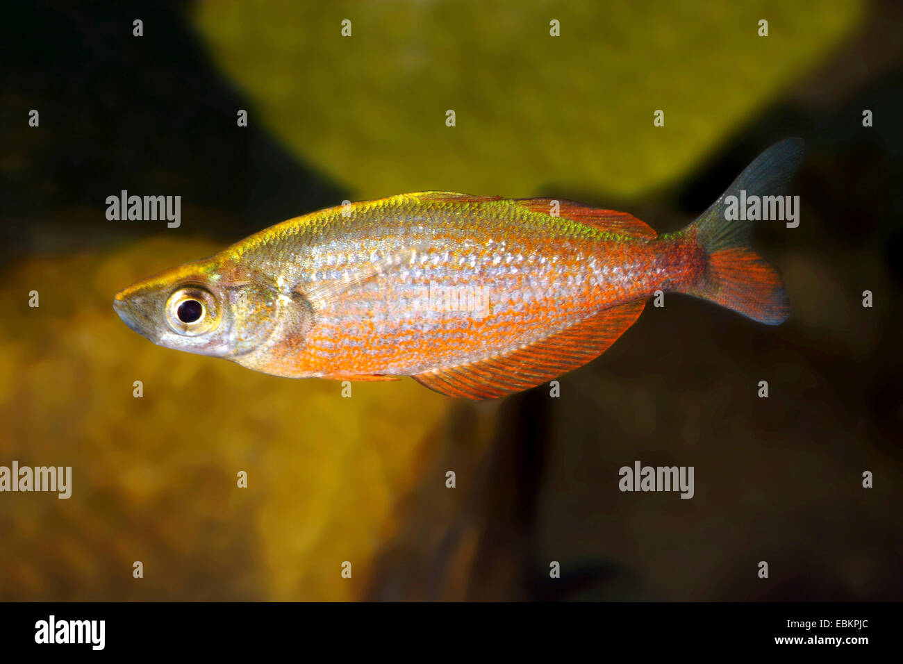 Tami River Rainbowfish (Glossolepis pseudoincisus), female Stock Photo ...