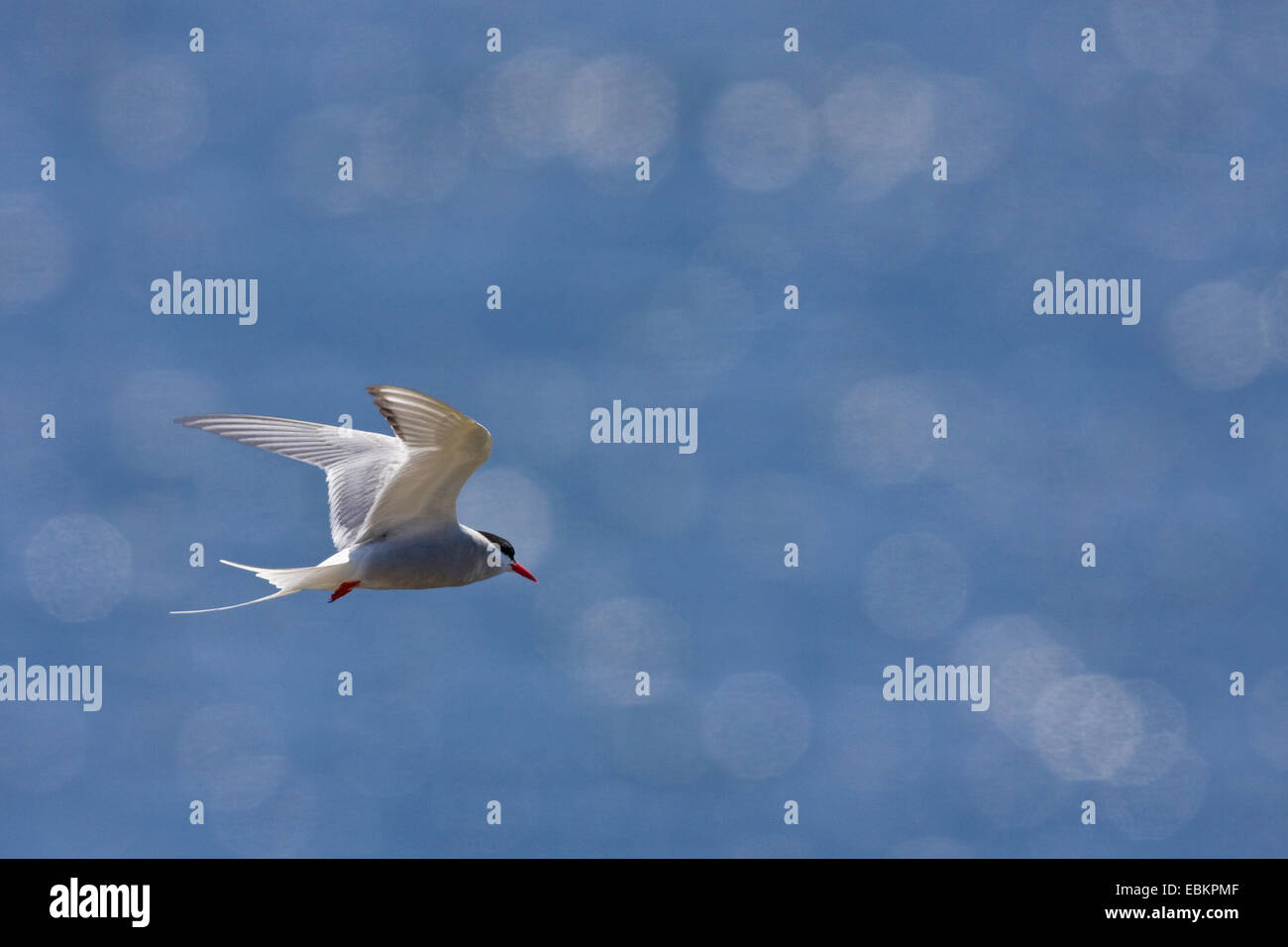 arctic tern (Sterna paradisaea), in flight in front of the pale blue ...