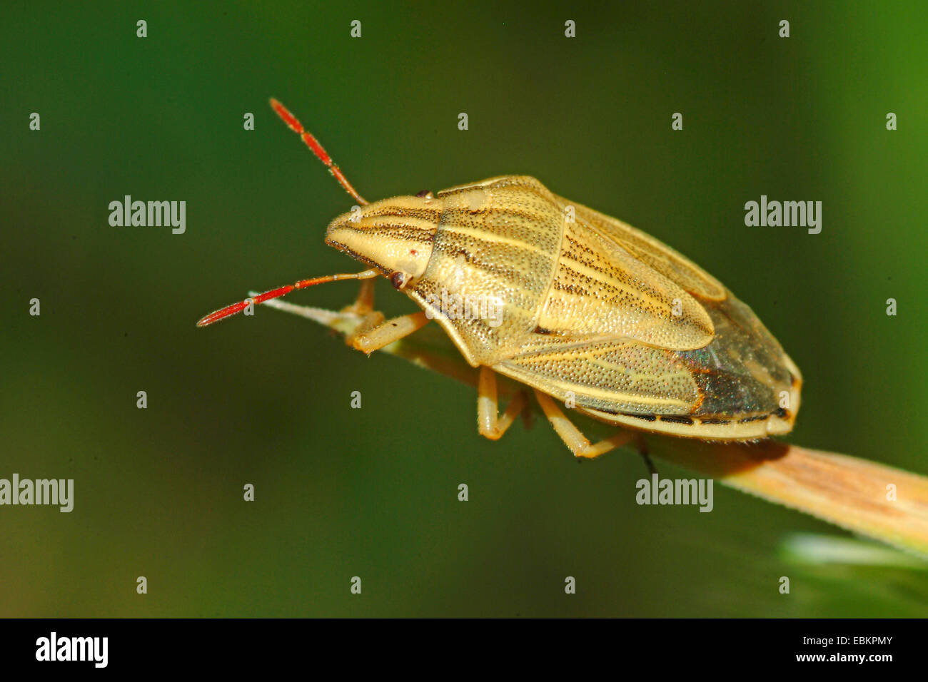 Bishop's mitre, Bishop's mitre bug (Aelia acuminata), sitting on a ...
