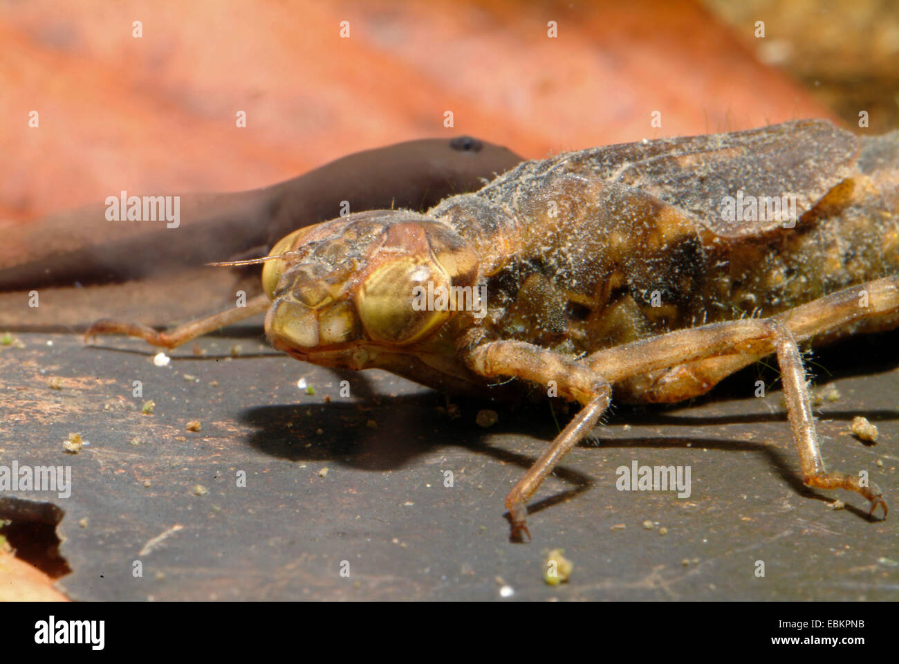 darners, large dragonflies (Aeshnidae), larva, Germany Stock Photo - Alamy