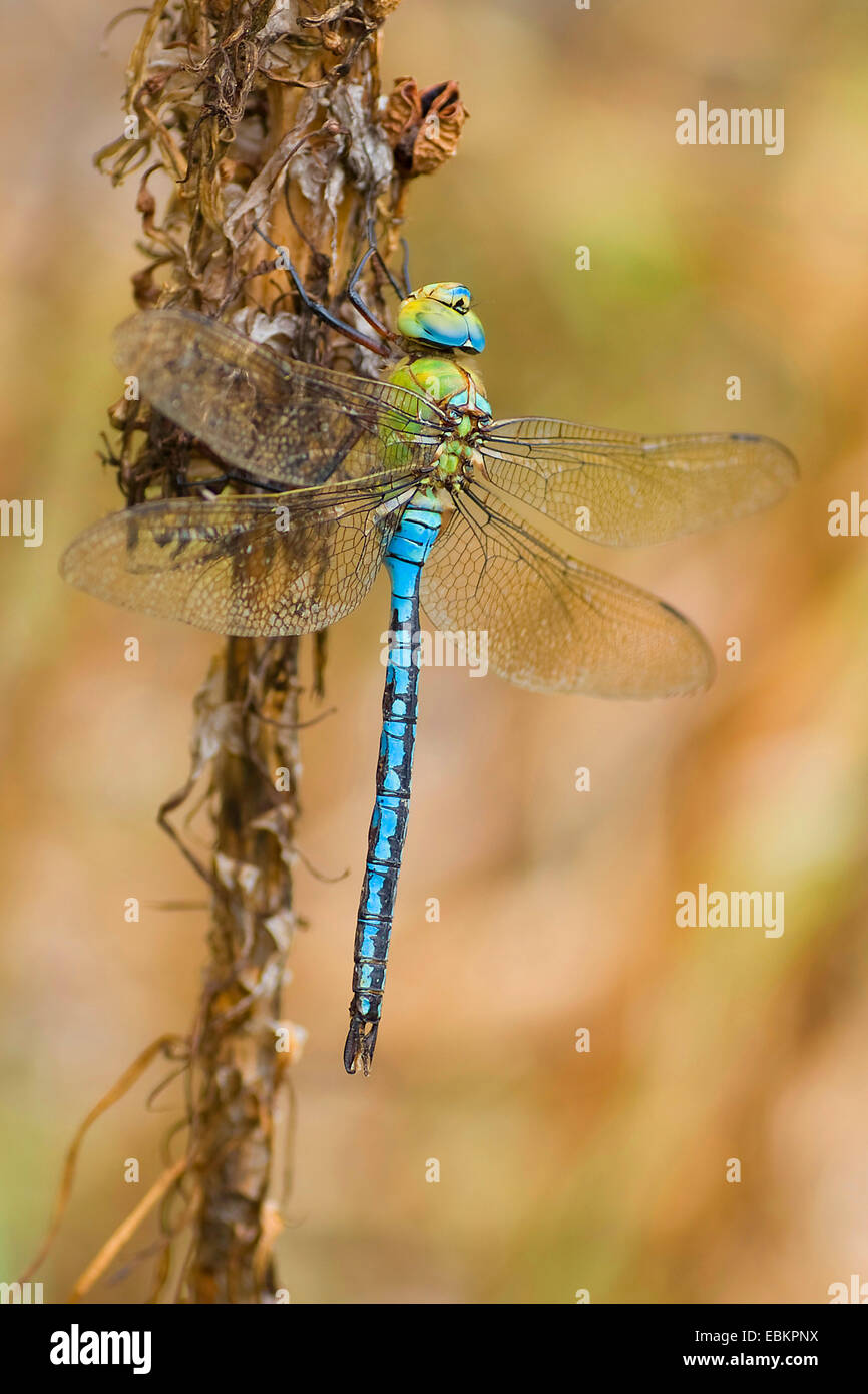 emperor dragonfly (Anax imperator), sittin at a plant, Germany, BGGI ...