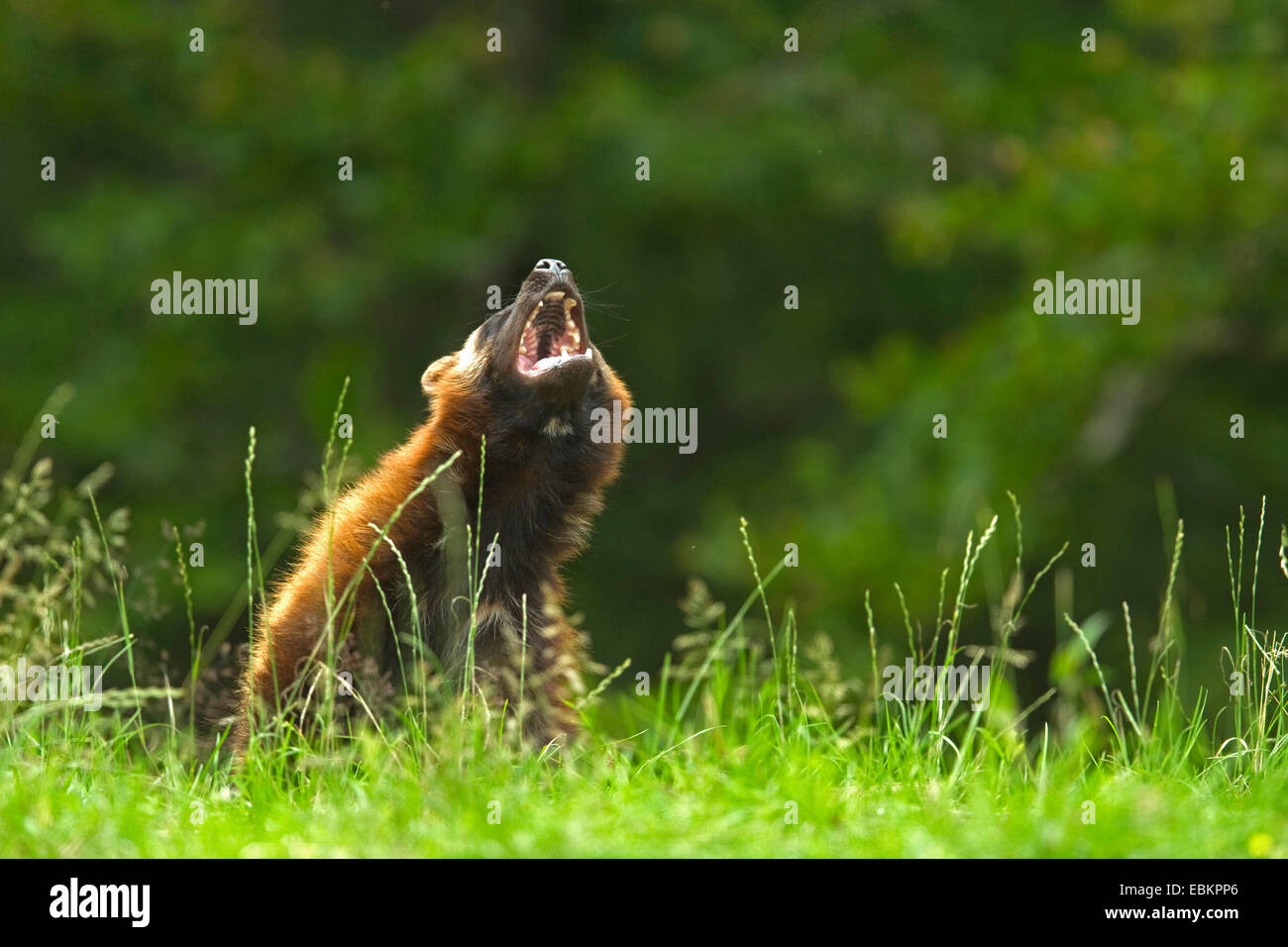 Wolverine animal with prey hi-res stock photography and images - Alamy