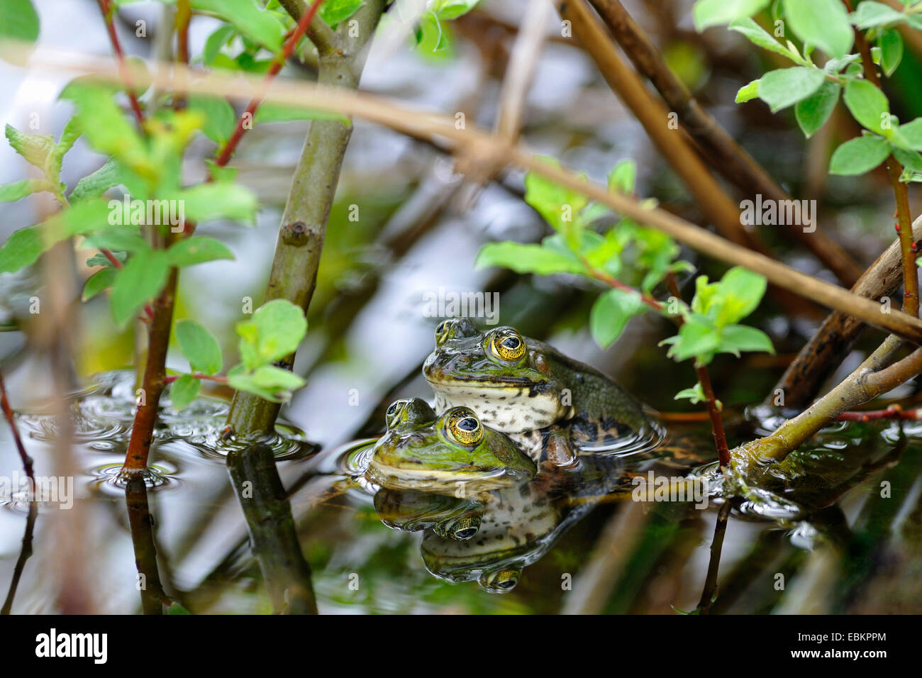 European edible frog, common edible frog (Rana kl. esculenta, Rana ...