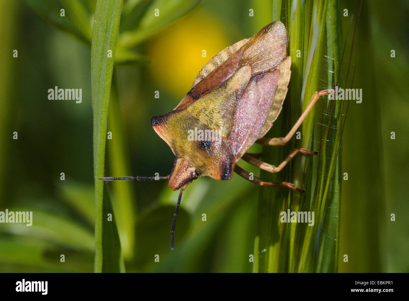 Black shouldered shield bug hi-res stock photography and images - Alamy