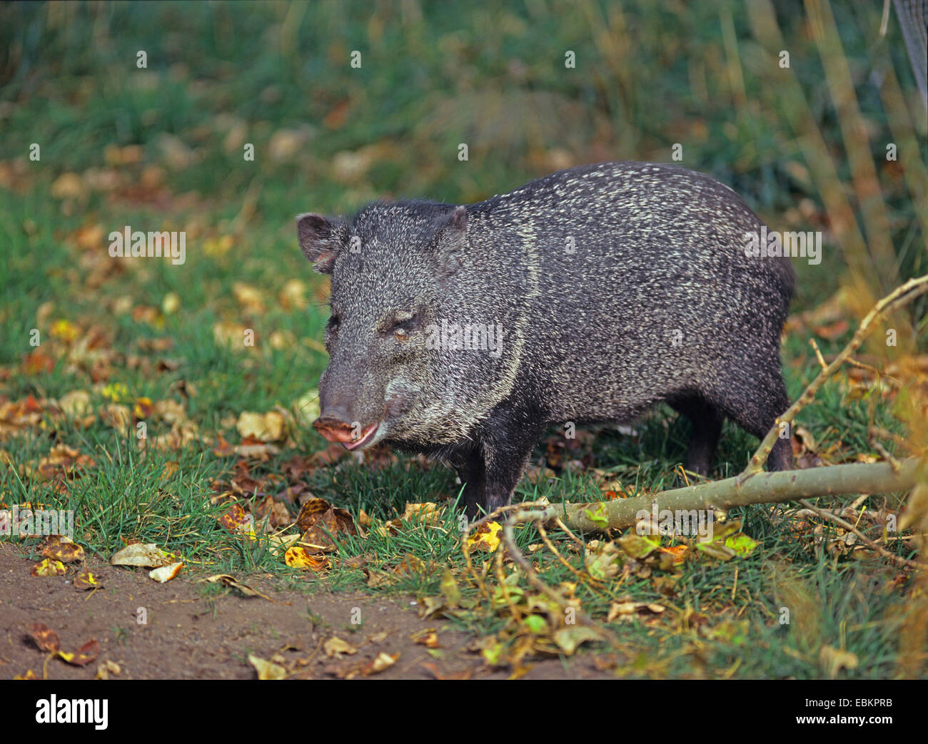 Chacoan peccary, Chaco peccary, Tagua (Catagonus wagneri), standing in ...