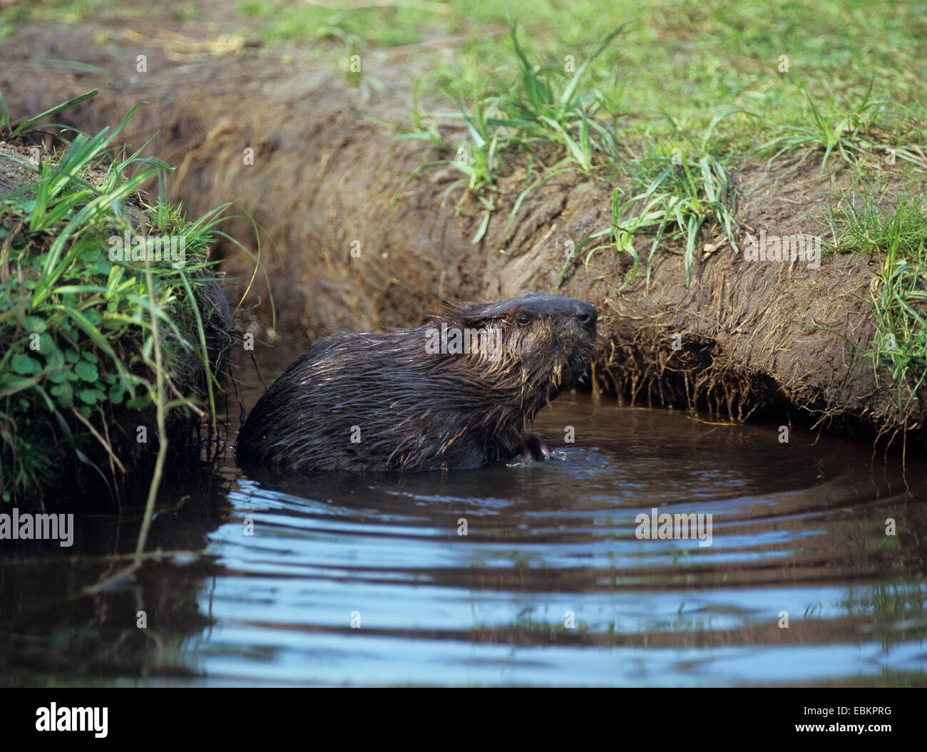 Eurasian beaver, European beaver (Castor fiber), sitting in a creek ...