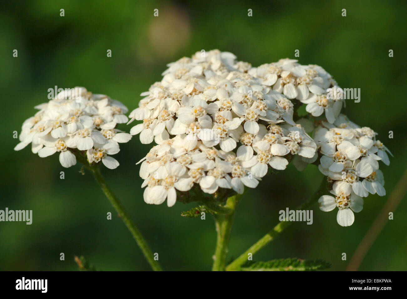 common yarrow, milfoil (Achillea millefolium), blooming, Germany Stock ...
