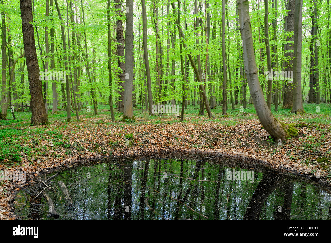 A pond in spring hi-res stock photography and images - Alamy