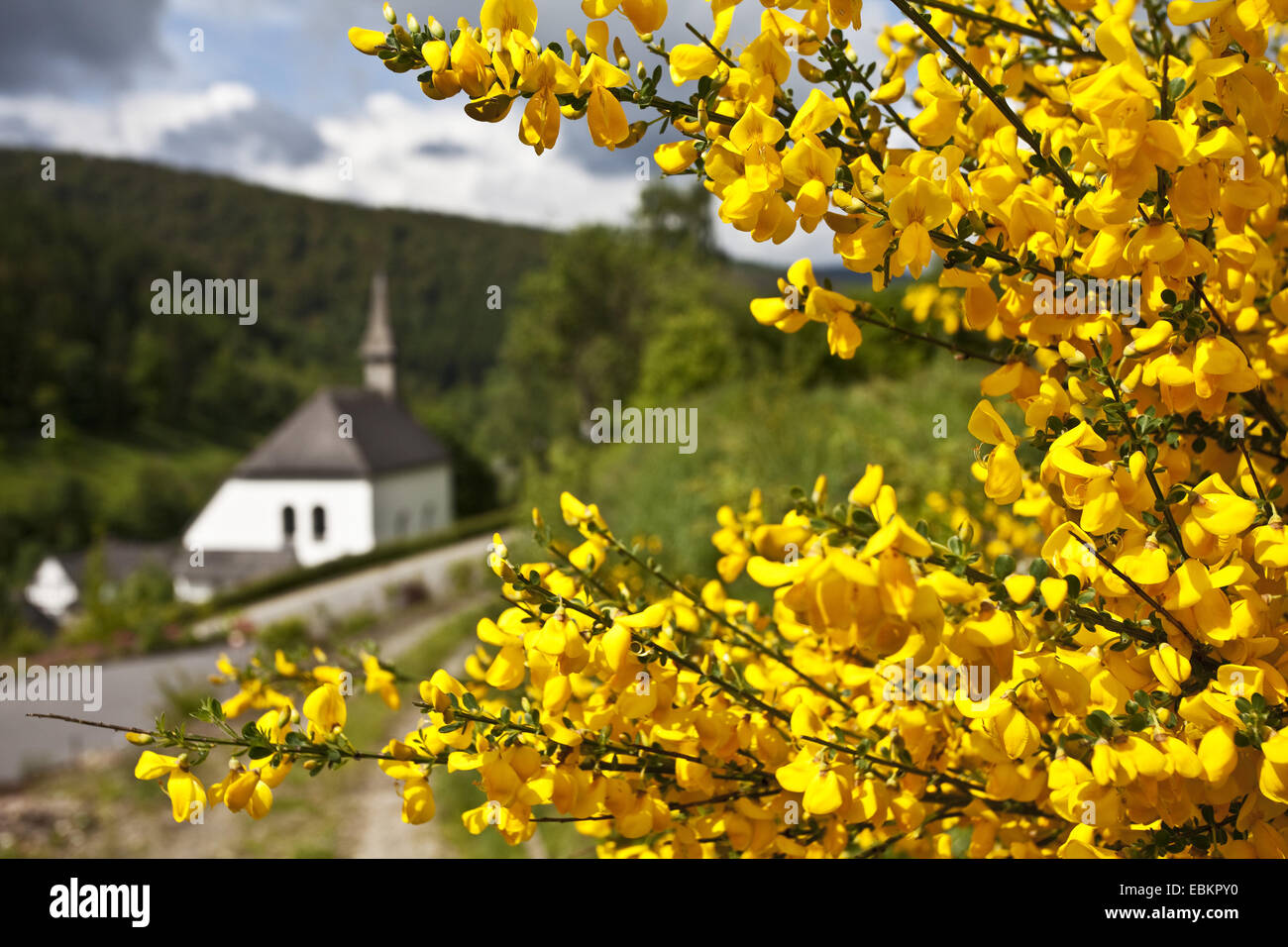 Scotch broom (Cytisus scoparius, Sarothamnus scoparius), blooming ...