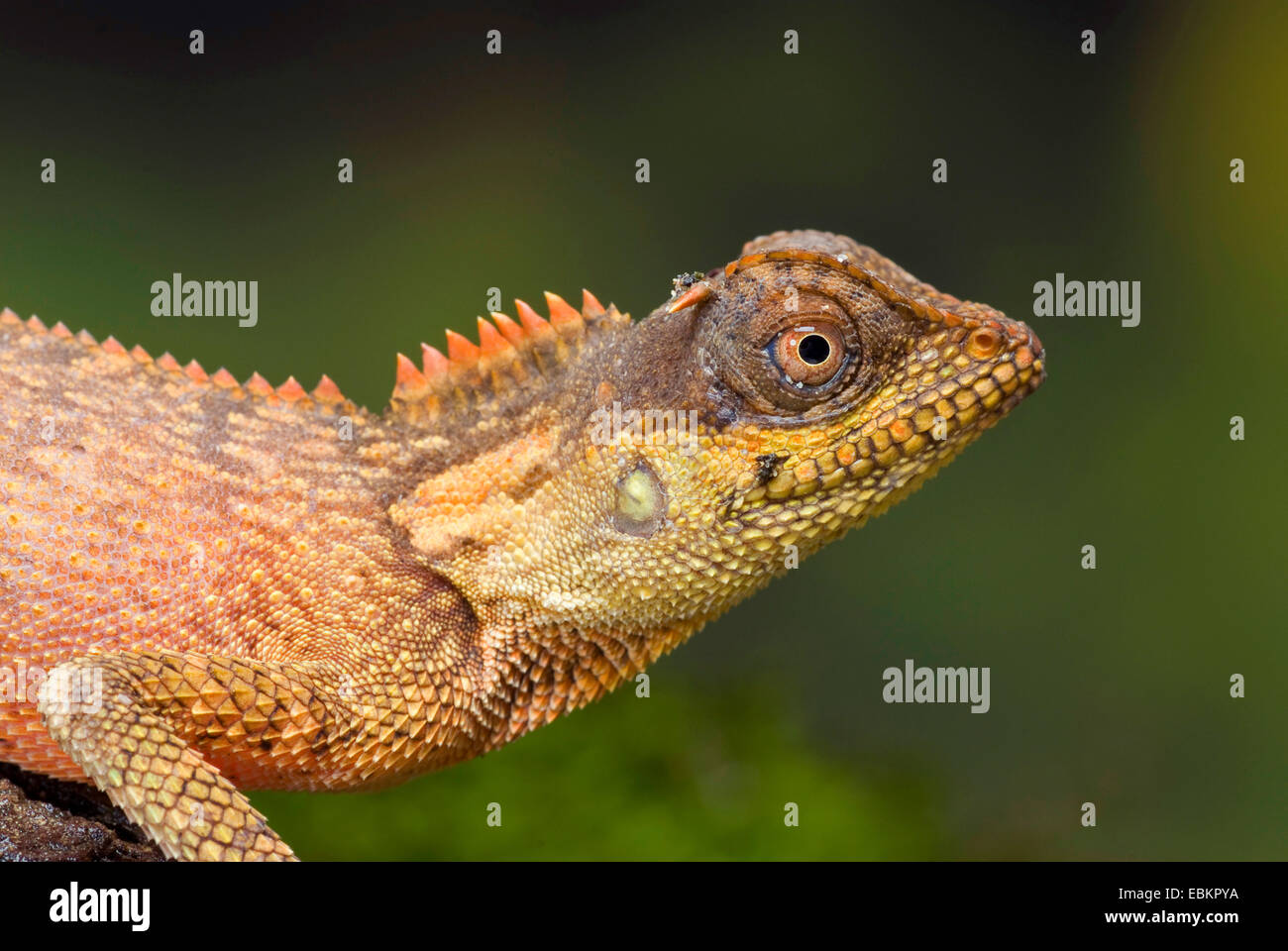 Green Pricklenape (Acanthosaura capra), half length portrait of a young ...
