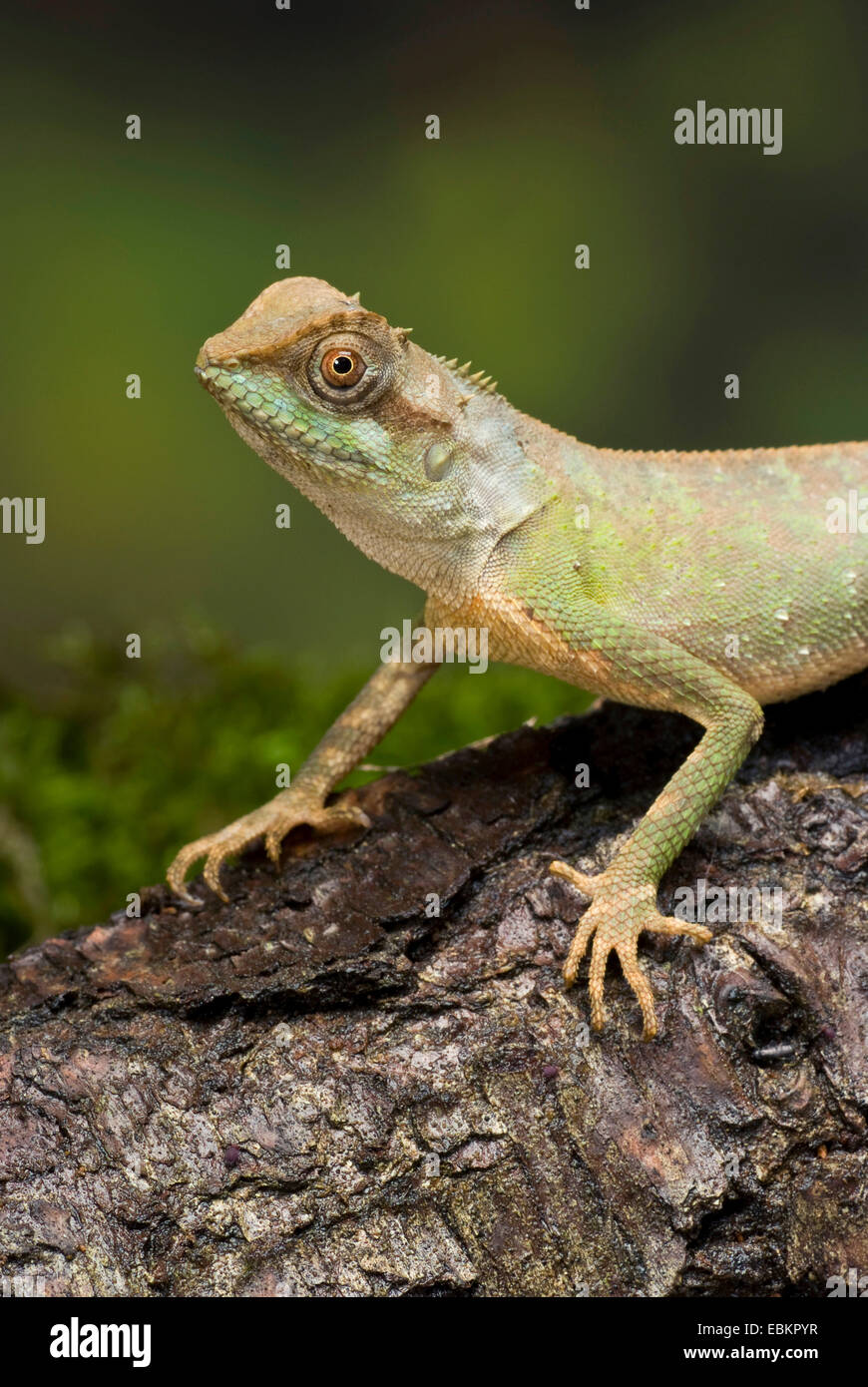 Brown pricklenapes hi-res stock photography and images - Alamy