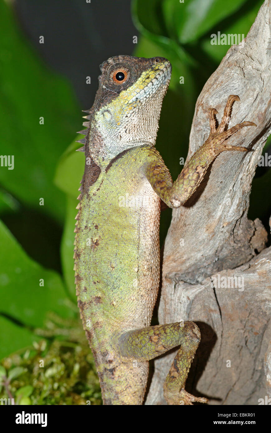 brown pricklenape (Acanthosaura lepidogaster), at a branch Stock Photo ...