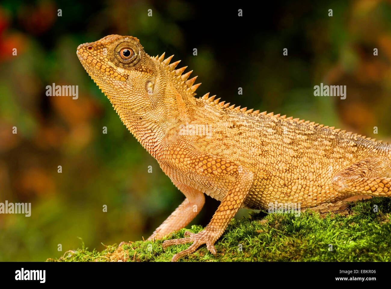 Are Mountain Horned Lizards Good Pets at John Perdue blog