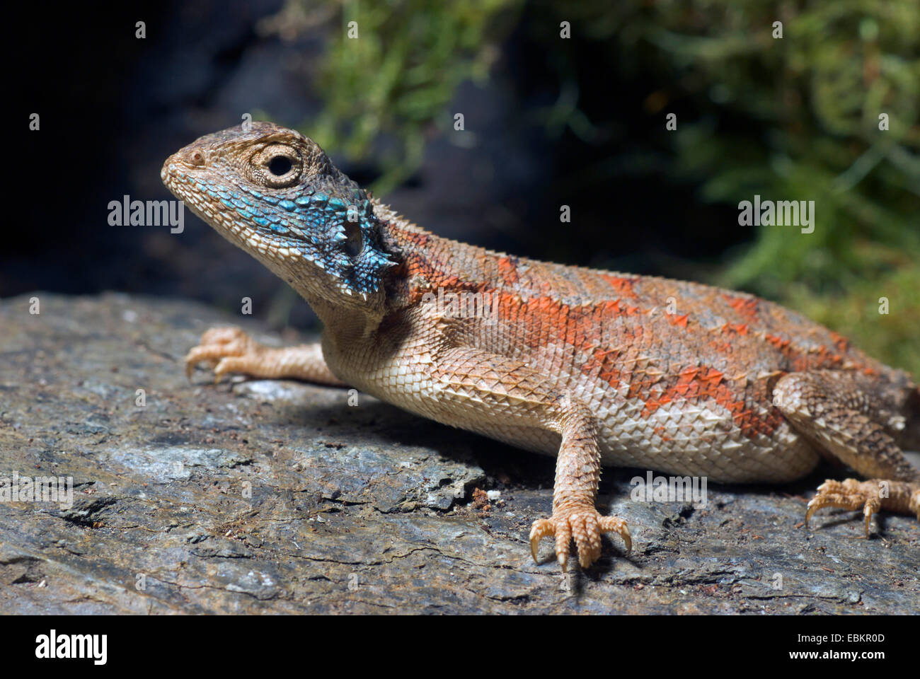 ground agama (Agama aculeata), portrait Stock Photo - Alamy
