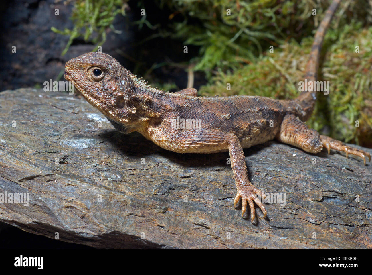 Ground agama hi-res stock photography and images - Alamy