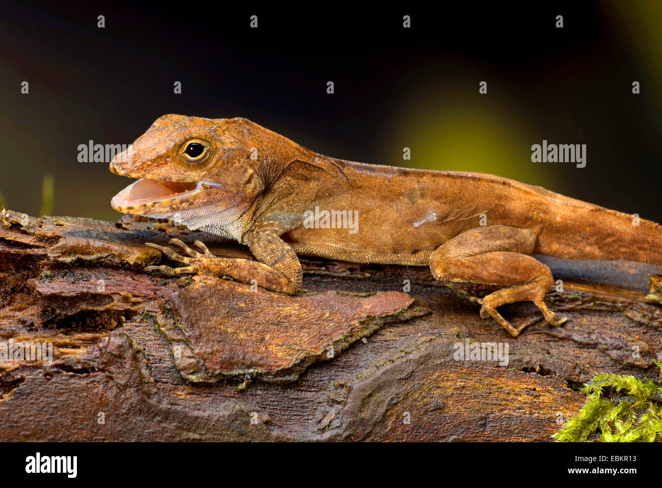 Anolis Cristatellus