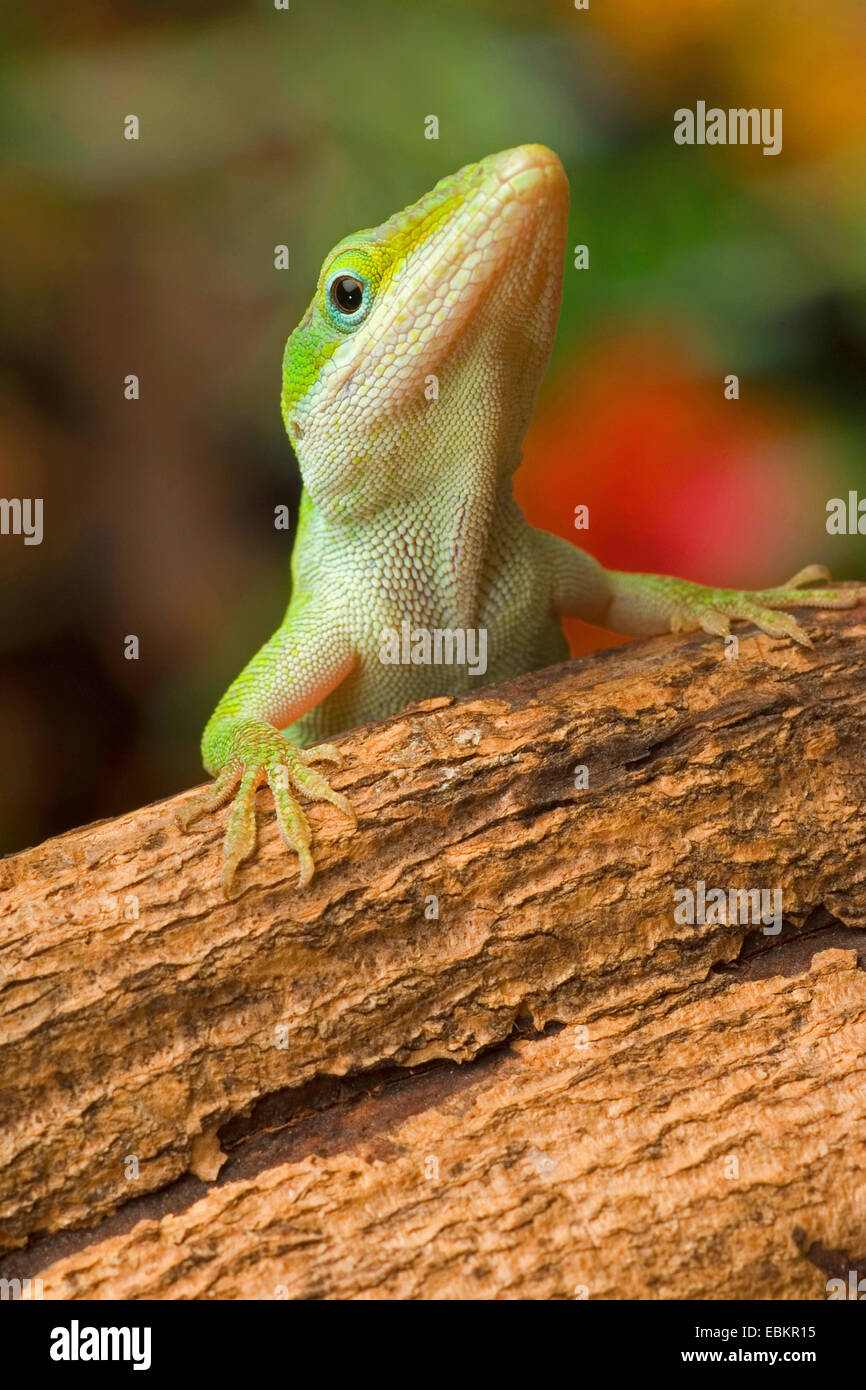 green anole (Anolis carolinensis), portrait Stock Photo - Alamy