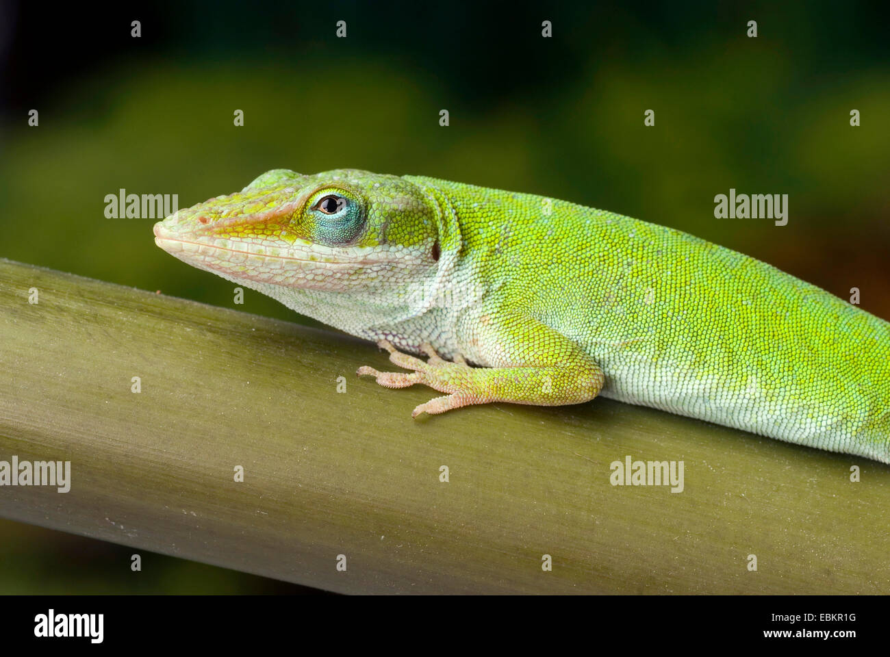 Anolis carolinensis portrait hi-res stock photography and images - Alamy
