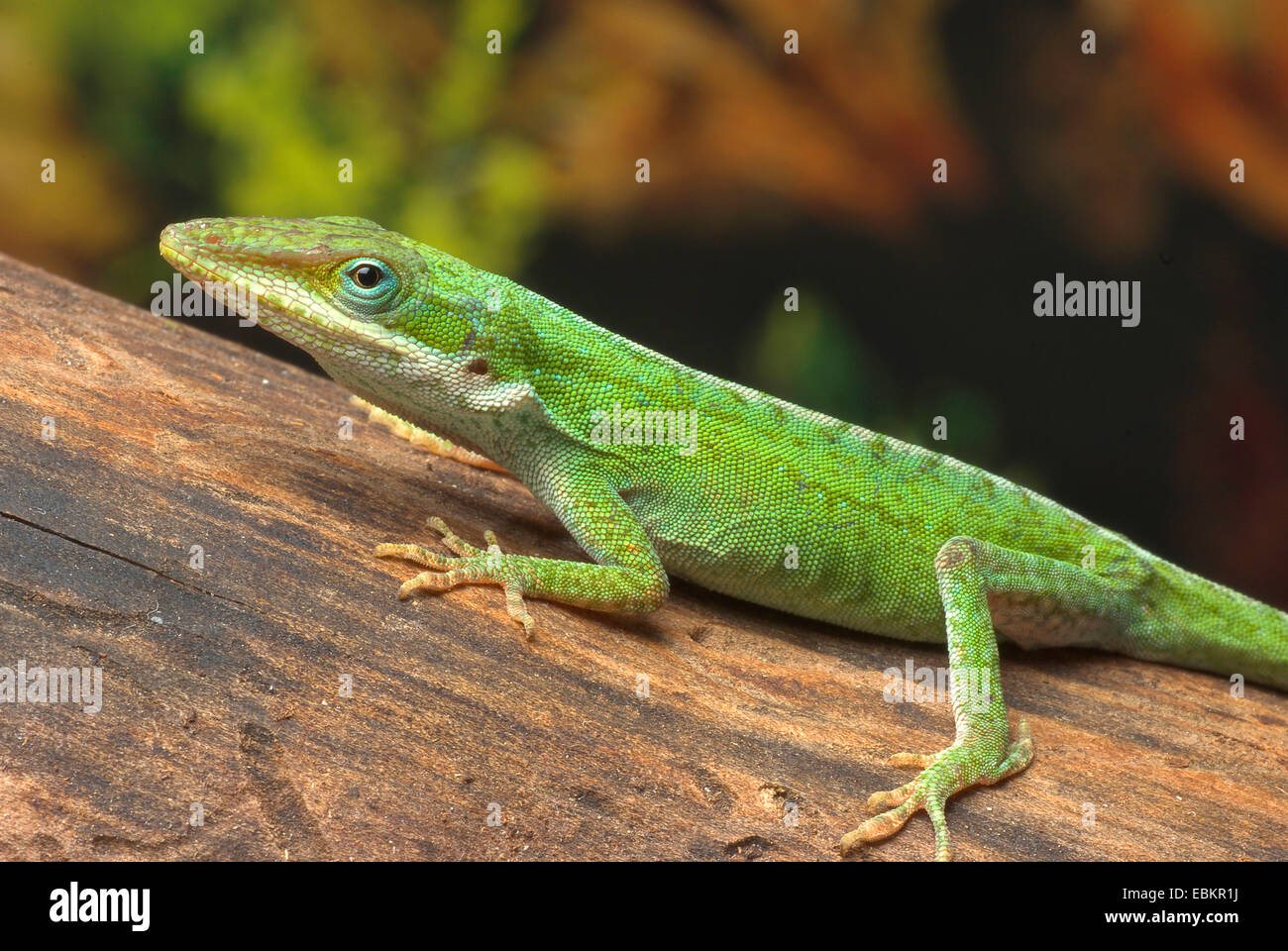 knight anole (Anolis equestris, Deiroptyx equestris), on a branch, Owen ...
